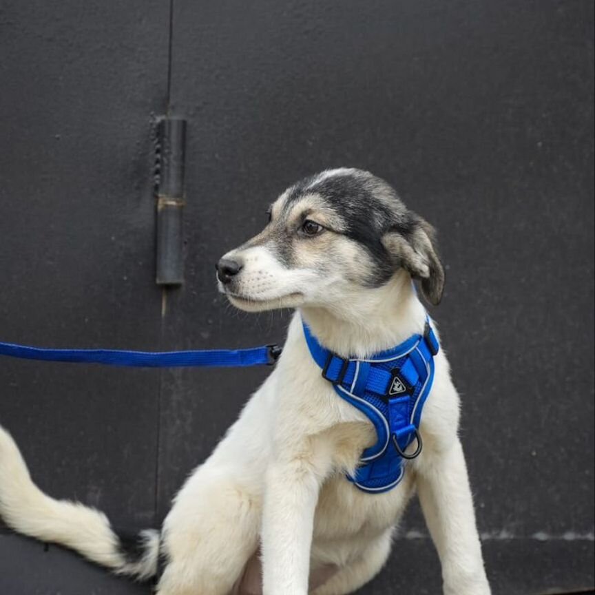 Даша 4 мес вырастет 35 см в холке