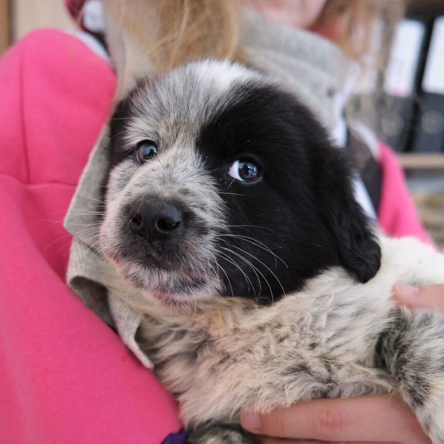 Щенок в добрые руки