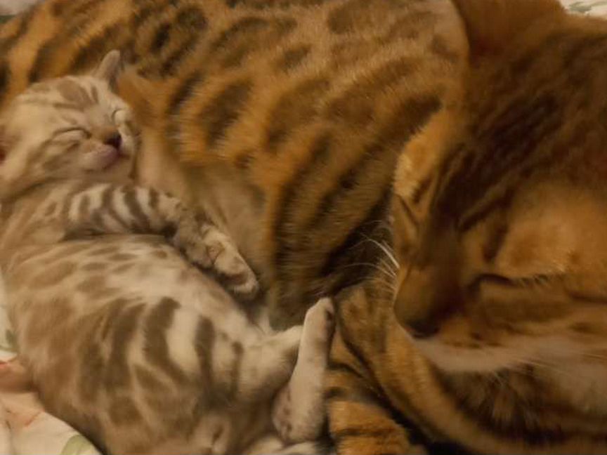 Бенгальская