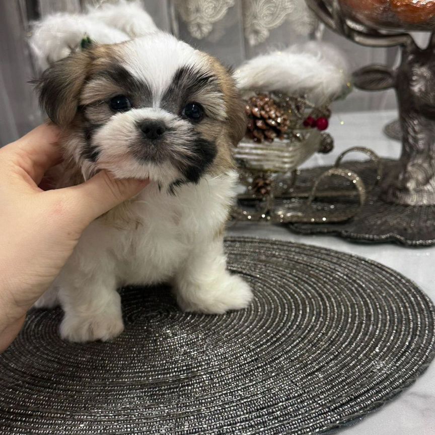 Помапу мальчик