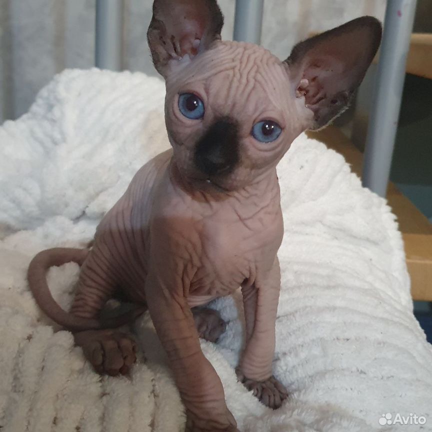 Канадский сфинкс