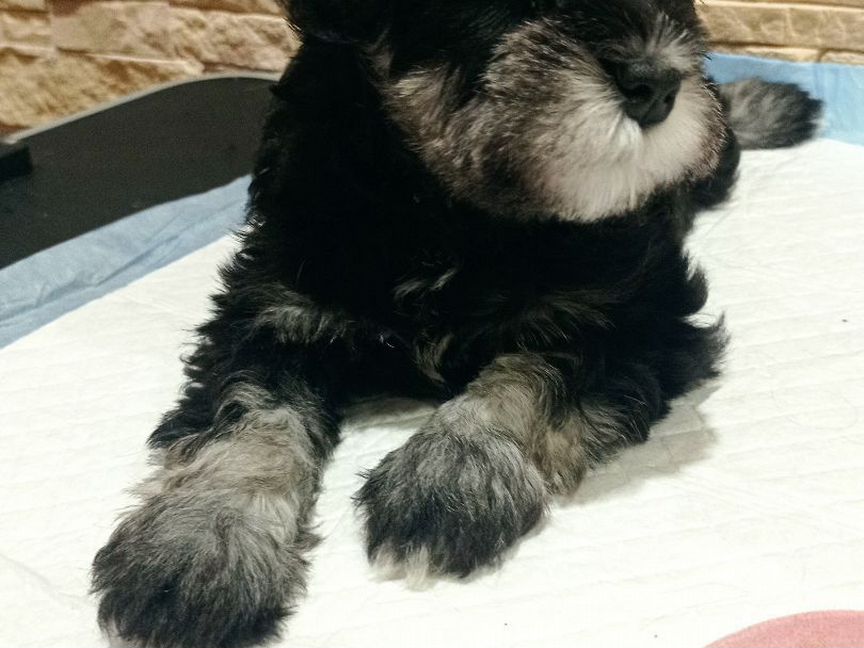 Щенки цвергшнауцера