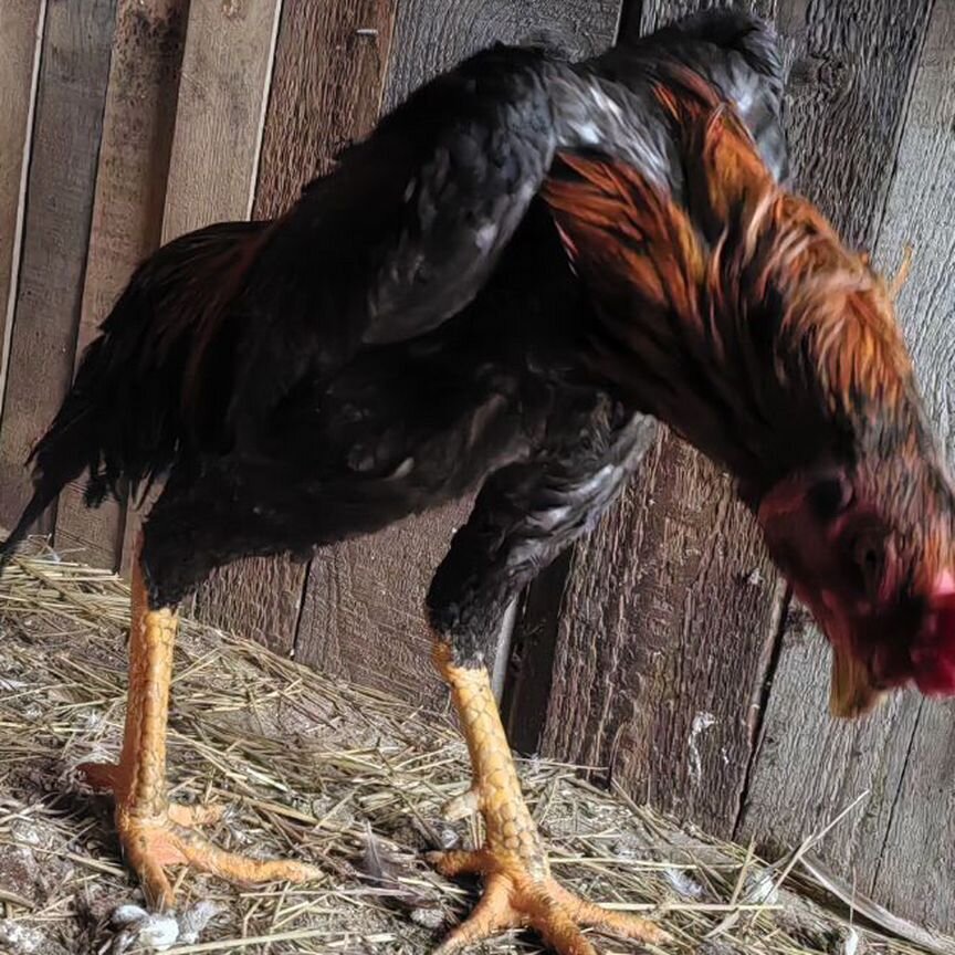 Бойцовые петухи о шамо