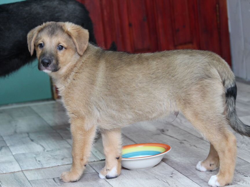 Щенок - малышок