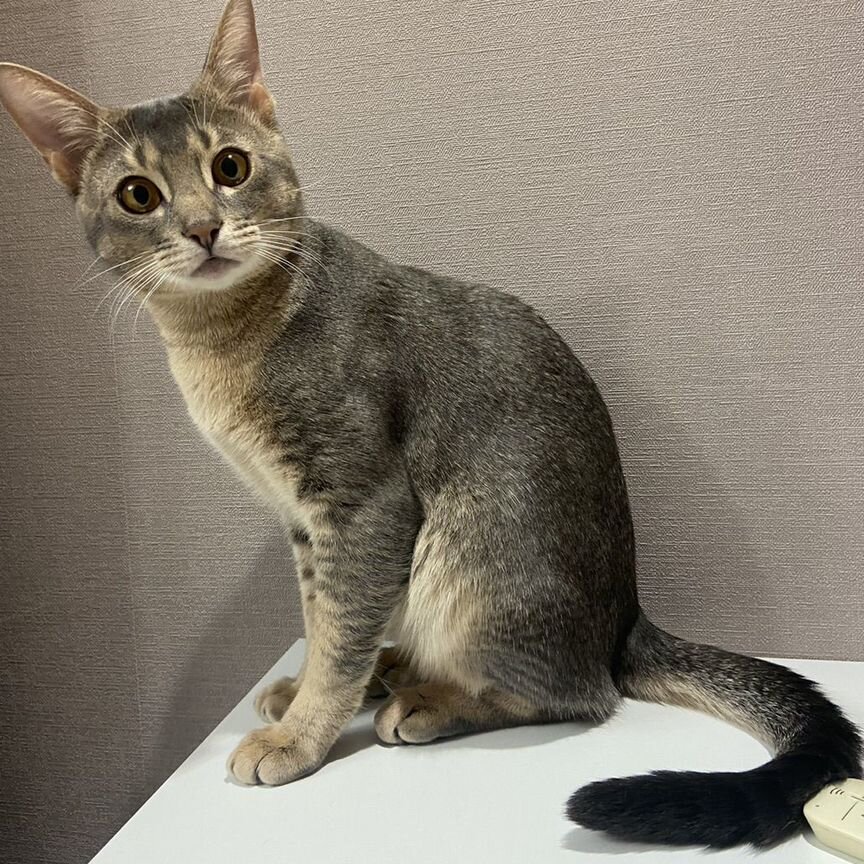 Абиссинский котёнок