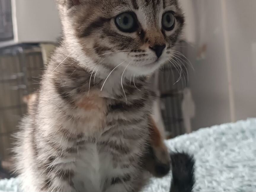 Милашка котявочка