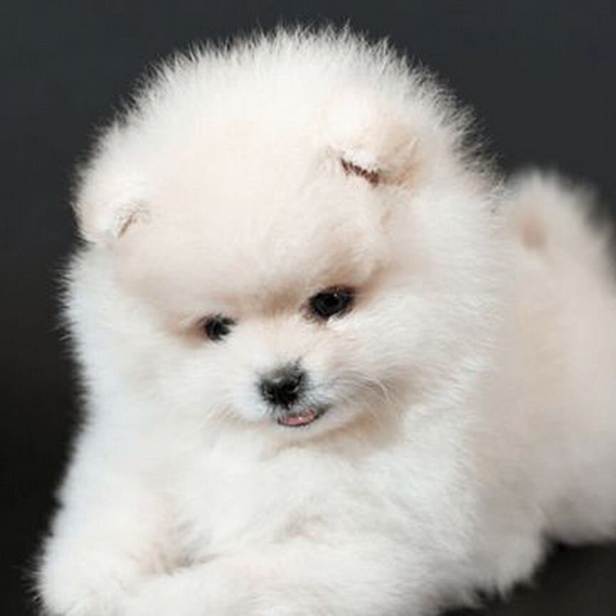 Померанский шпиц мишка