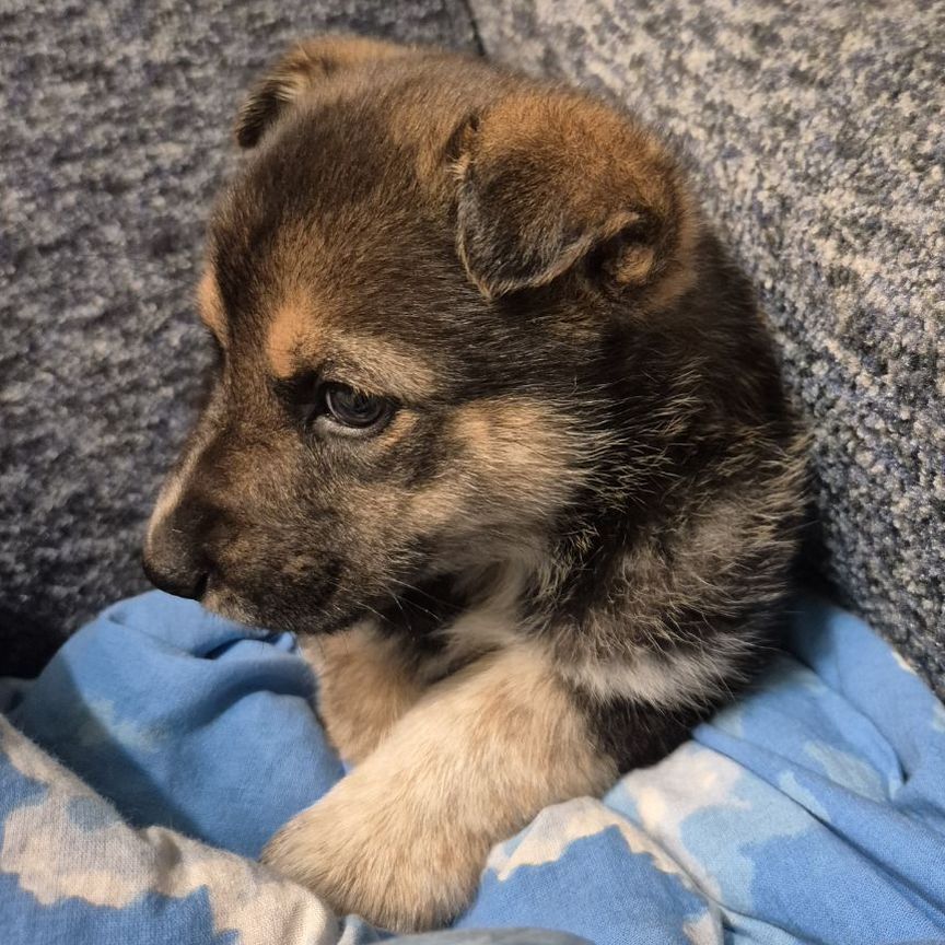 Собака в добрые руки отдам бесплатно