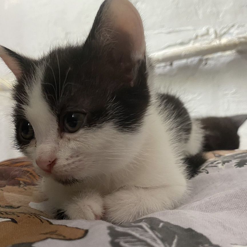 Котята в добрые руки бесплатно