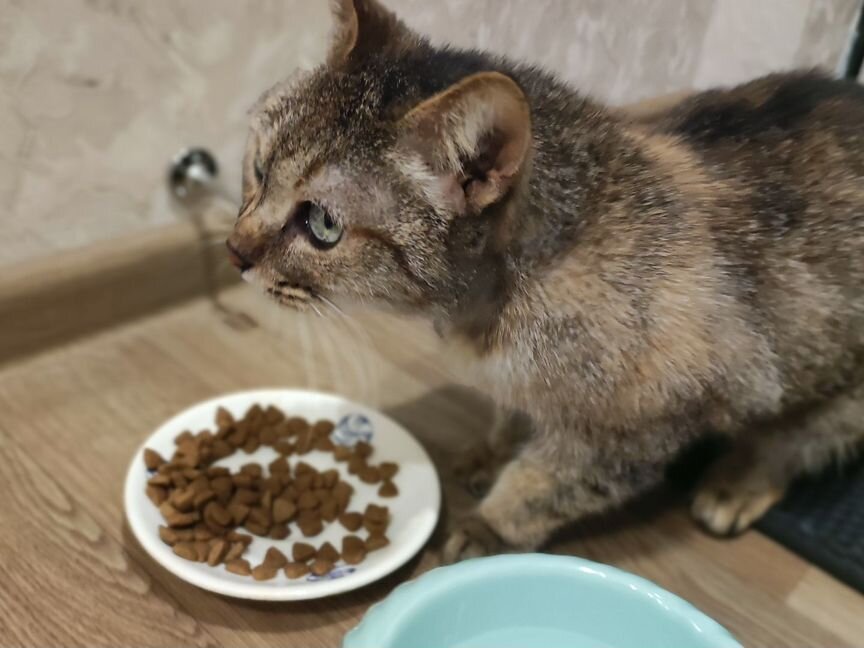 Кошка