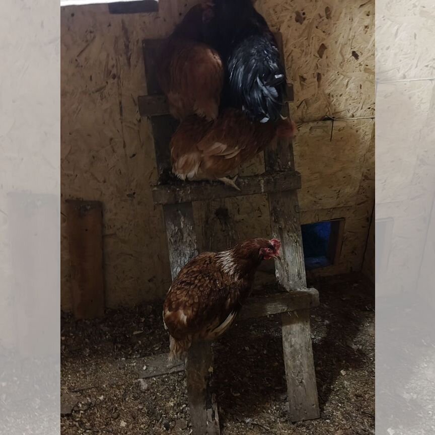 Куры несушки продам