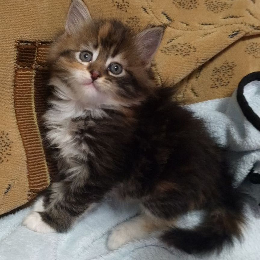 Мейн-кун котёнок