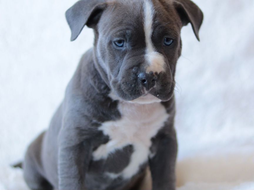 Голубо -Белые щенки аст