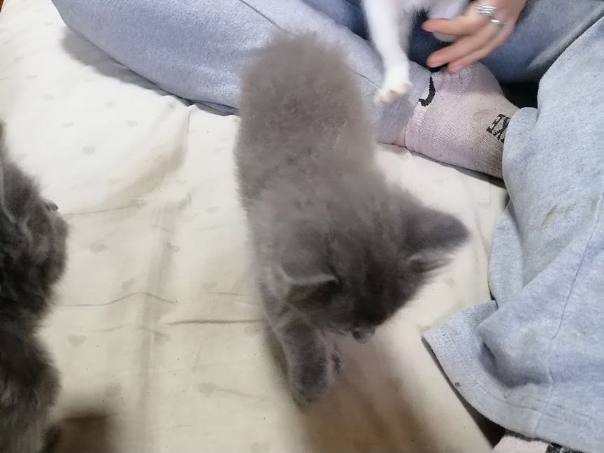 Отдам котят в добрые руки