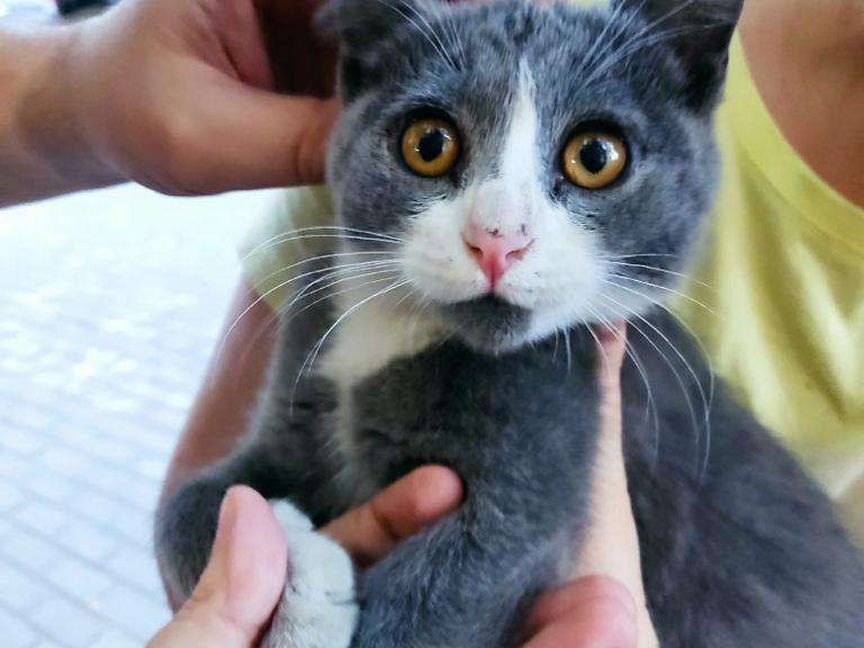 Котёнка выбросили на улицу
