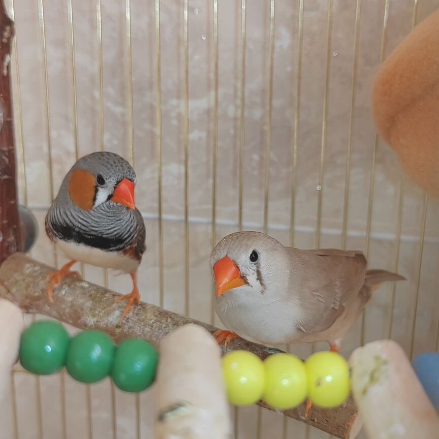 Зебровые амадины