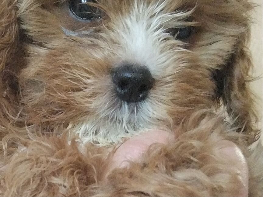 Кавапу мальчики и девочки