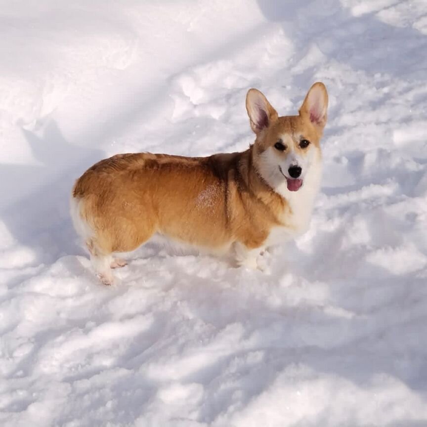 Взрослая корги