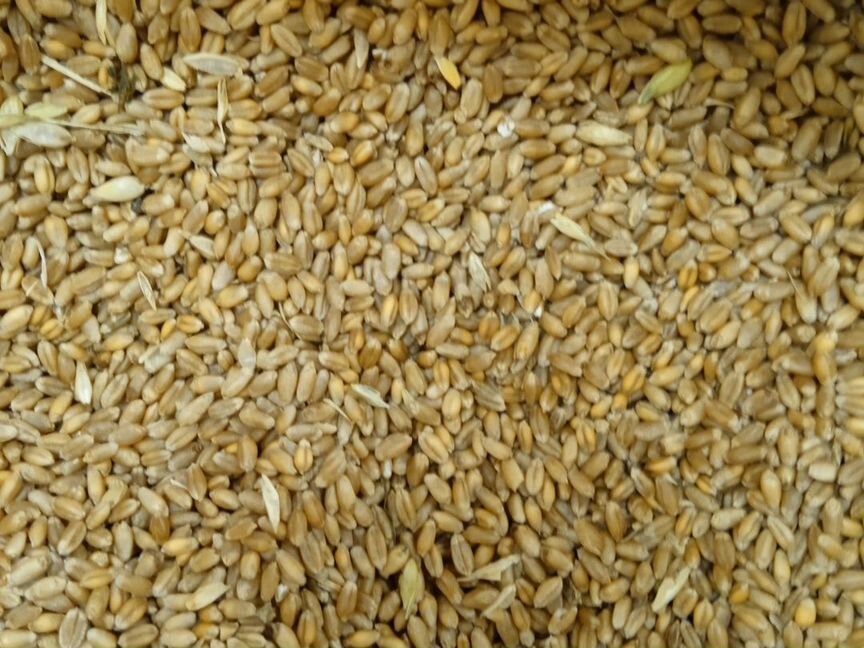 Пшеница, ячмень, горох, реализация