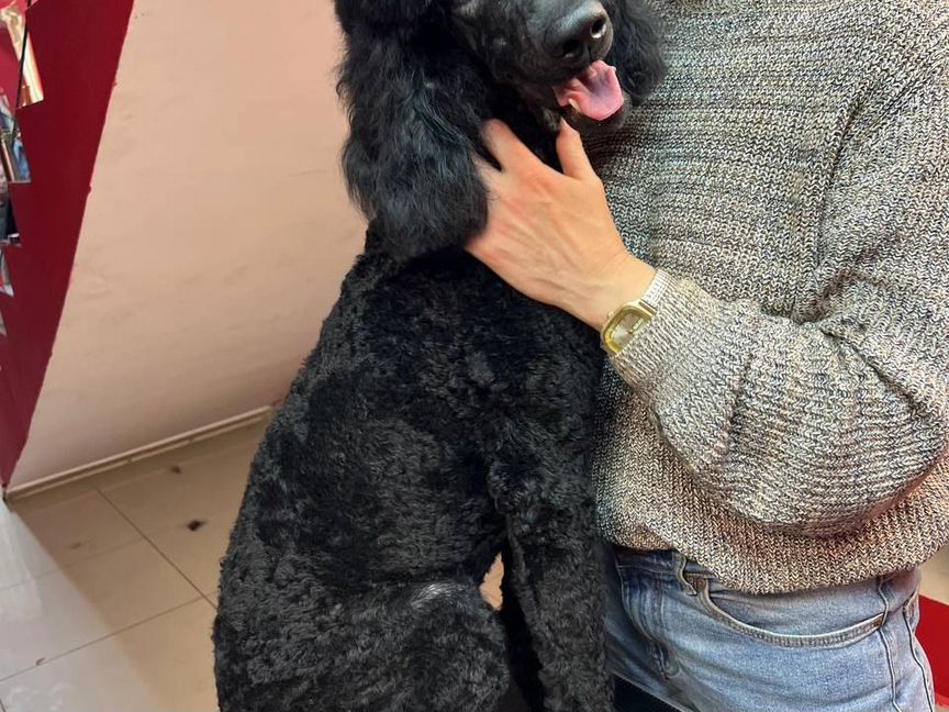 Пудели большие черные