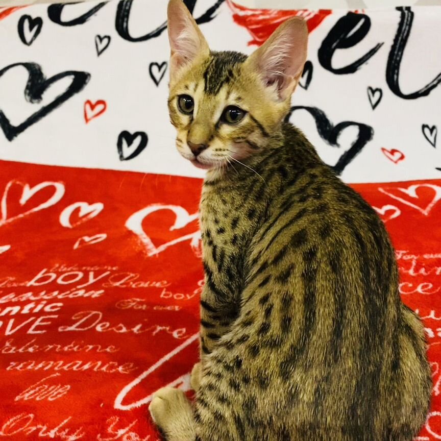 Котенок Саванны Крона