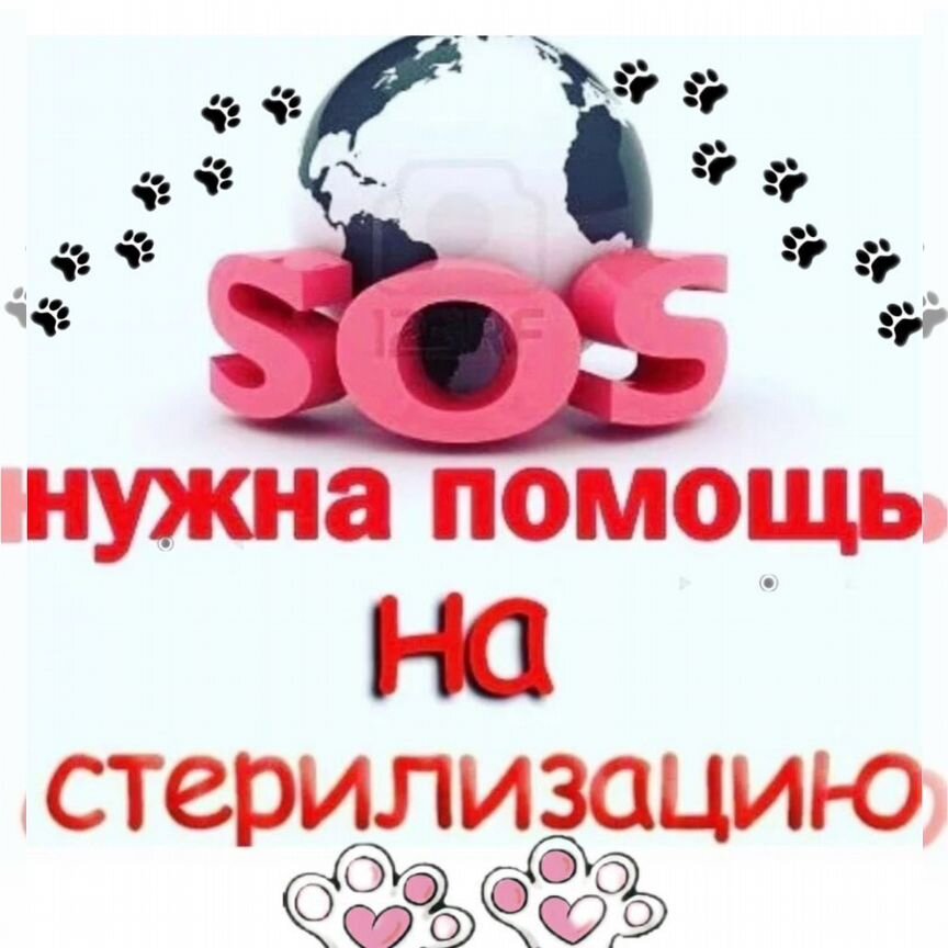 Взрослый пёс в добрые руки