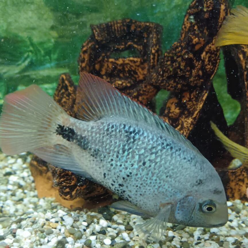 Аквариумные рыбки