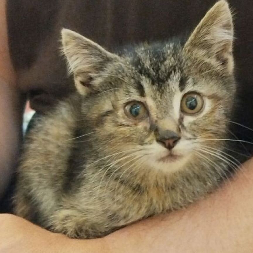 Котёнок в добрые руки