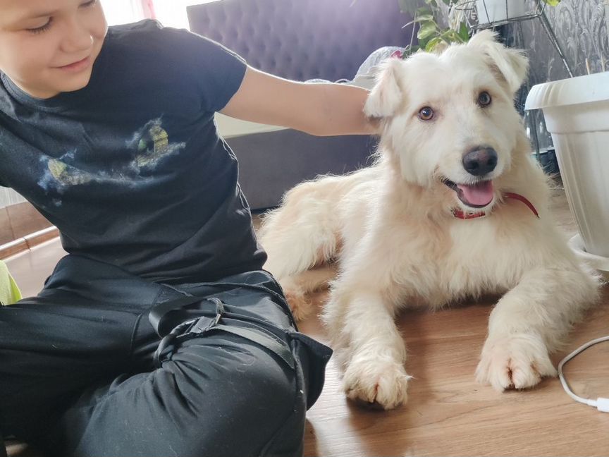 Собака в добрые руки