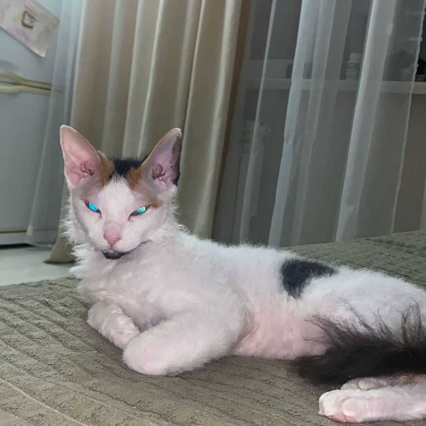 Донской сфинкс котёнок