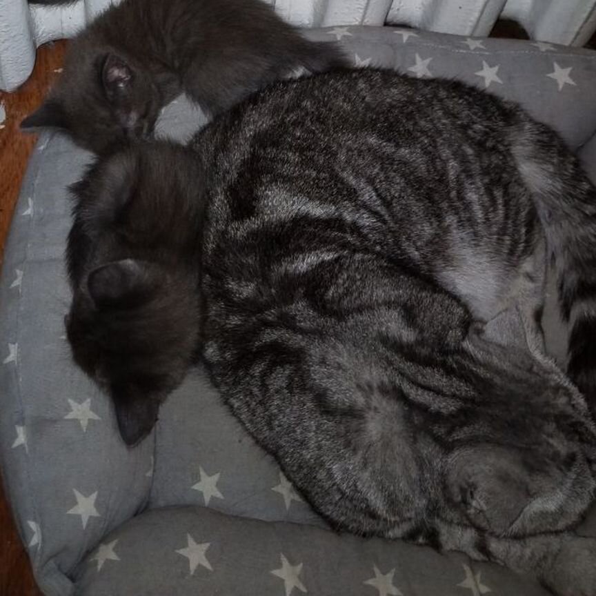 Шотландские прямоухие котята