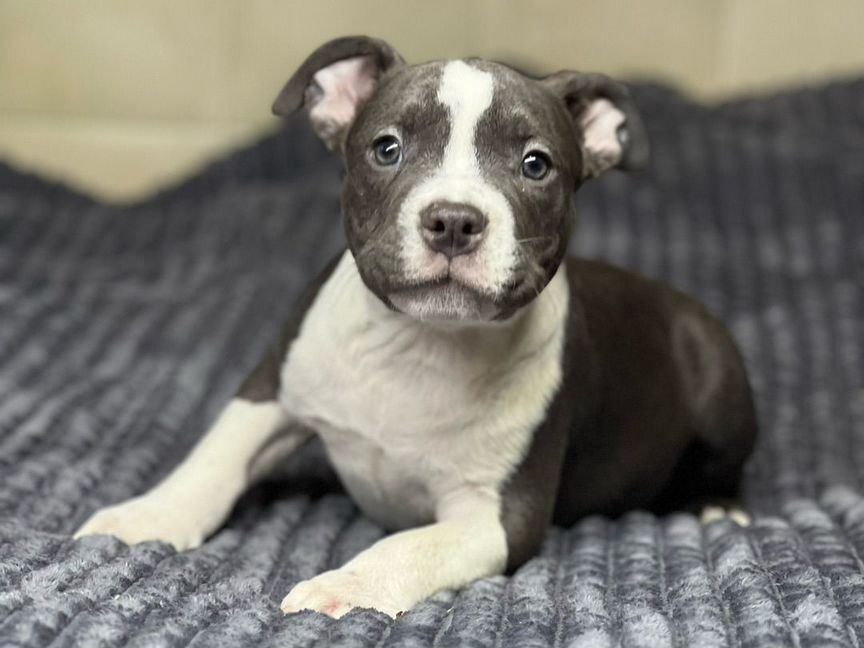 Американский булли щенки голубого окраса