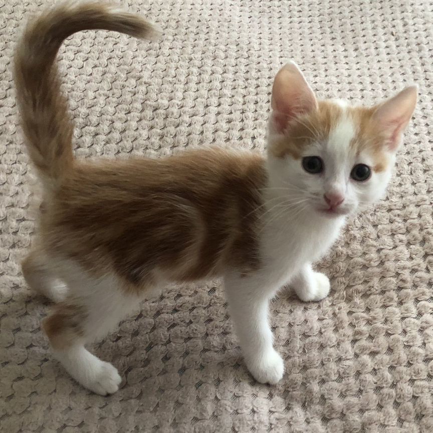 Котёнок от частного владельца