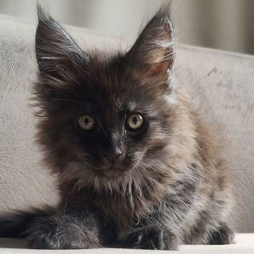 Бриллиантовая девочка Мейн Кун