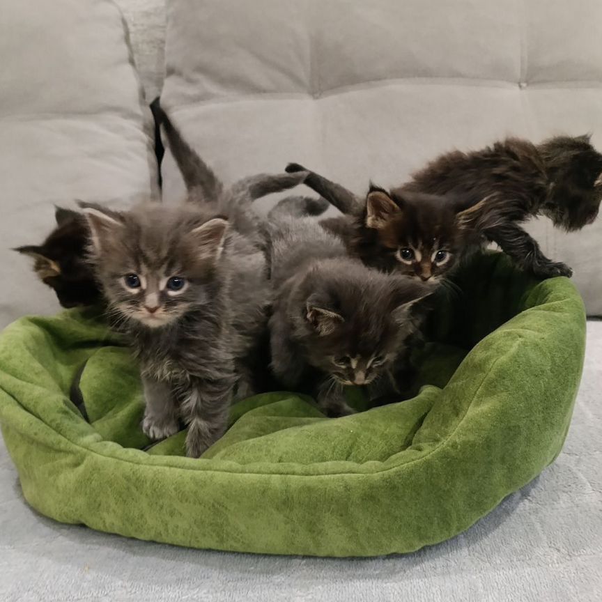 Мейн-кун котёнок