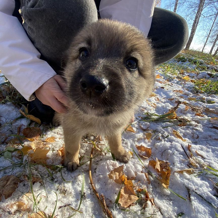 Щенята бездомные в добруе руки