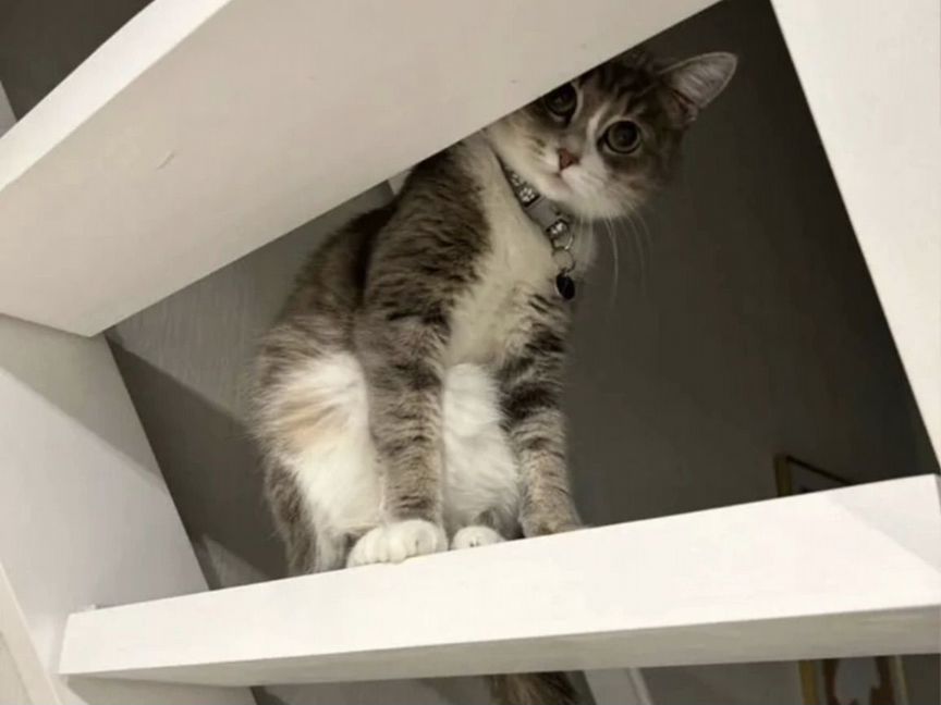 Кошки в добрые руки