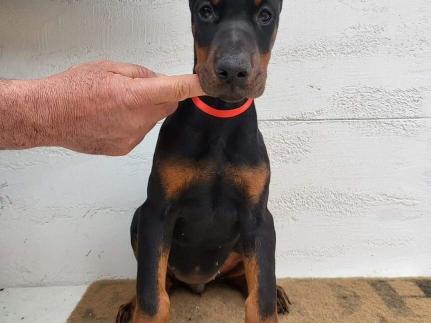 Полностью купированные щенки Добермана