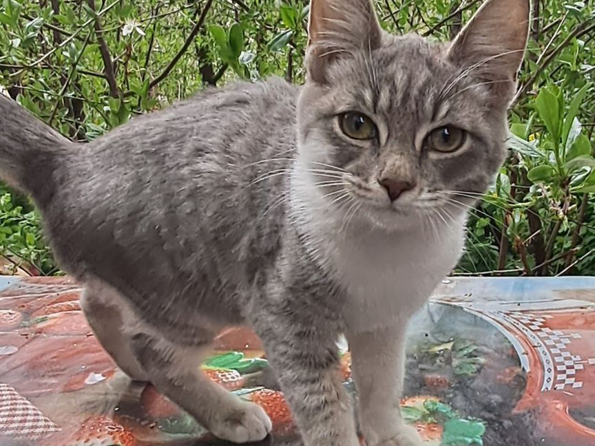 Милый котейка