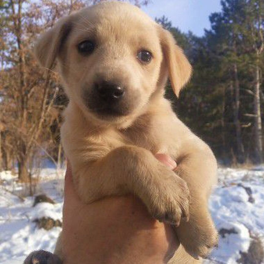 Девочка щенок