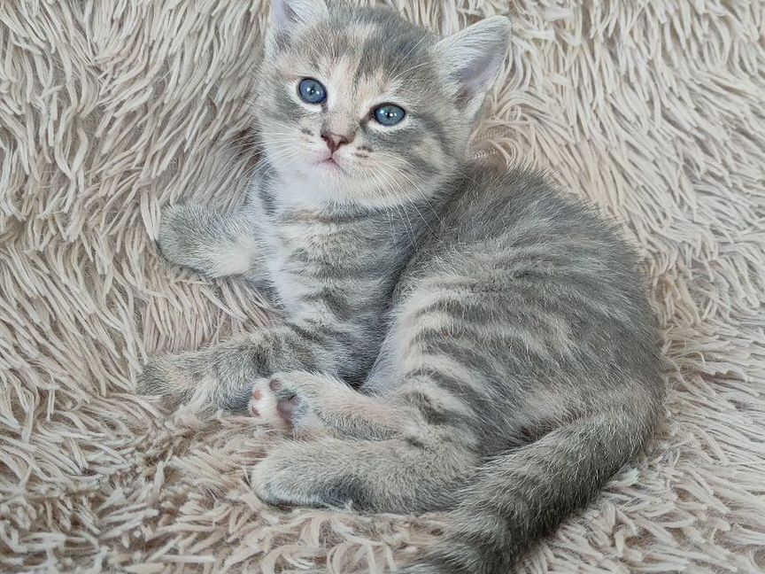 Обменяю котенка-девочку на Porsche ;)