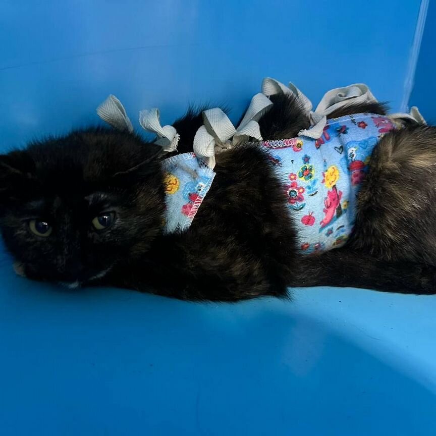 Котёнок.На улице не умеет выживать.Подарите дом