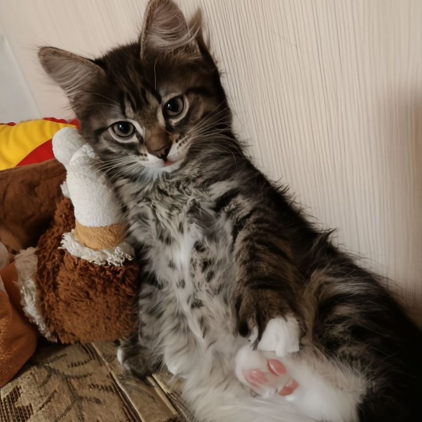 Котёнок в добрые руки