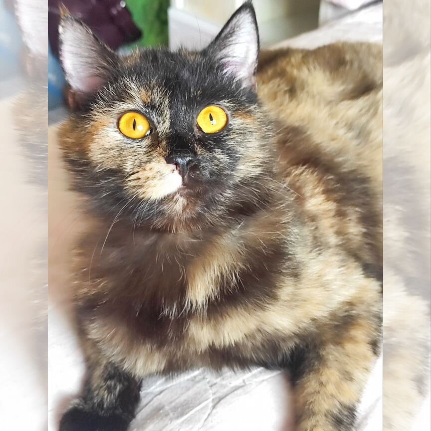 Кошка