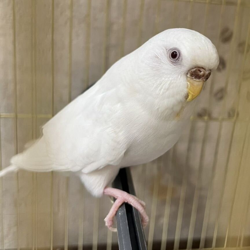 Волнистый попугай альбинос самка