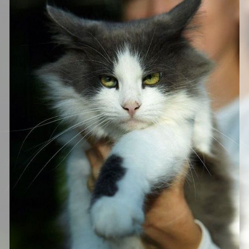 Кот с трассы ищет дом