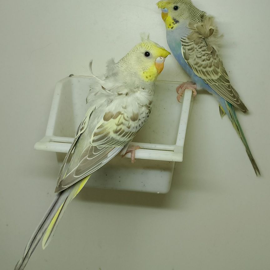 Хагоромо,волнистые попугайчики