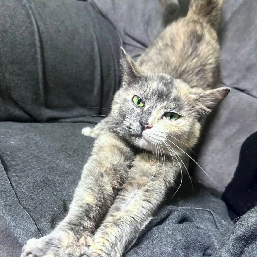 Кошечка в добрые руки