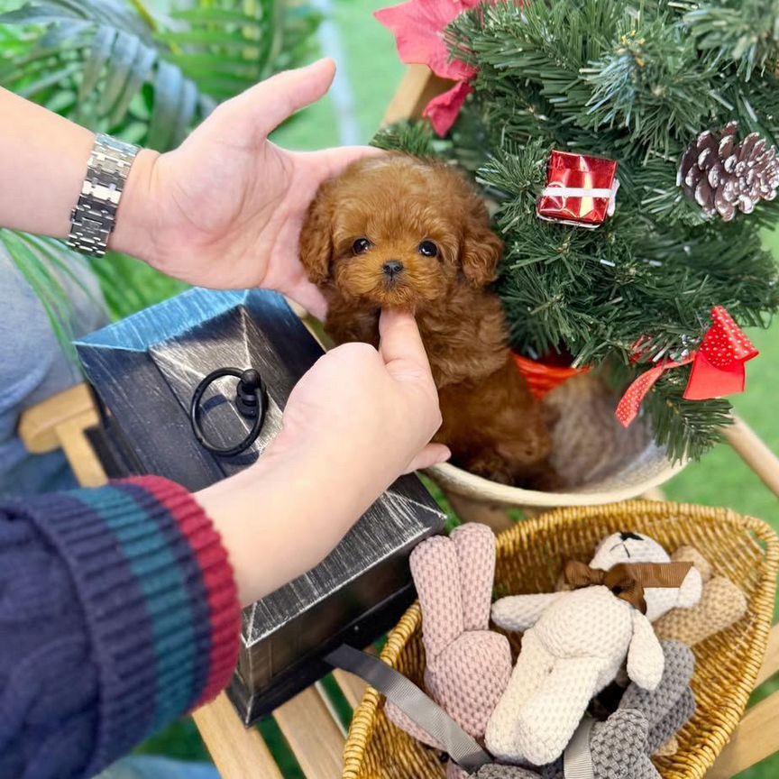 Той-пудель, щенок