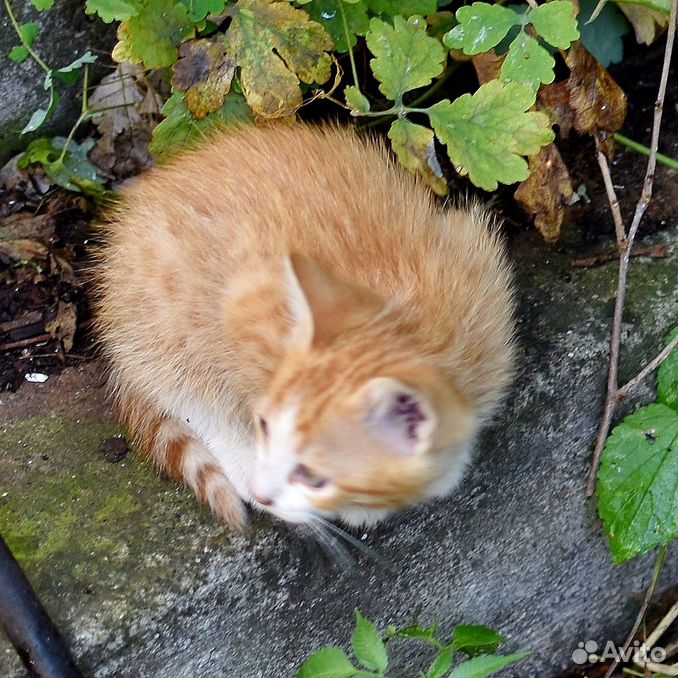 Раздача котят